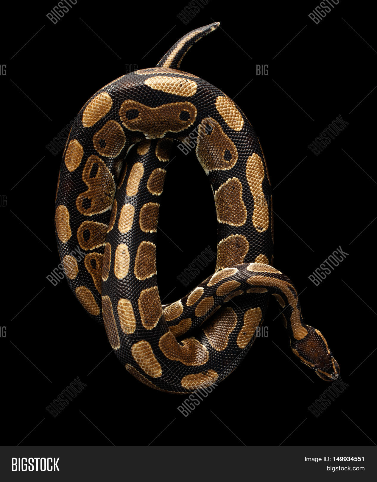 Top View On Ball Royal Image & Photo (Free Trial) | Bigstock