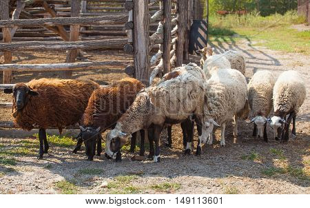 Morning Flock Sheep Image & Photo (Free Trial) | Bigstock