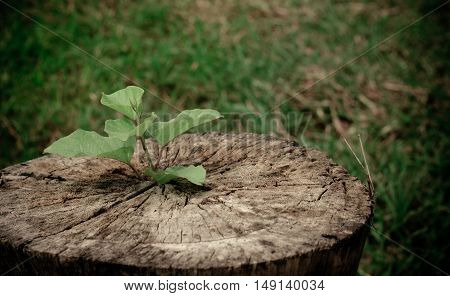 Trees Grow On Stump Image & Photo (Free Trial) | Bigstock