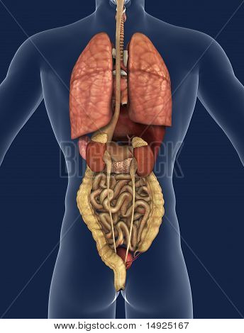 Internal Organs Back Image & Photo (Free Trial) | Bigstock