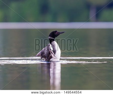 Common Loon Breaching Image & Photo (Free Trial) | Bigstock