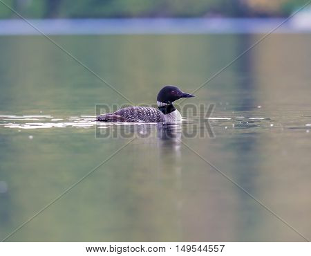 Common Loon Breaching Image & Photo (Free Trial) | Bigstock