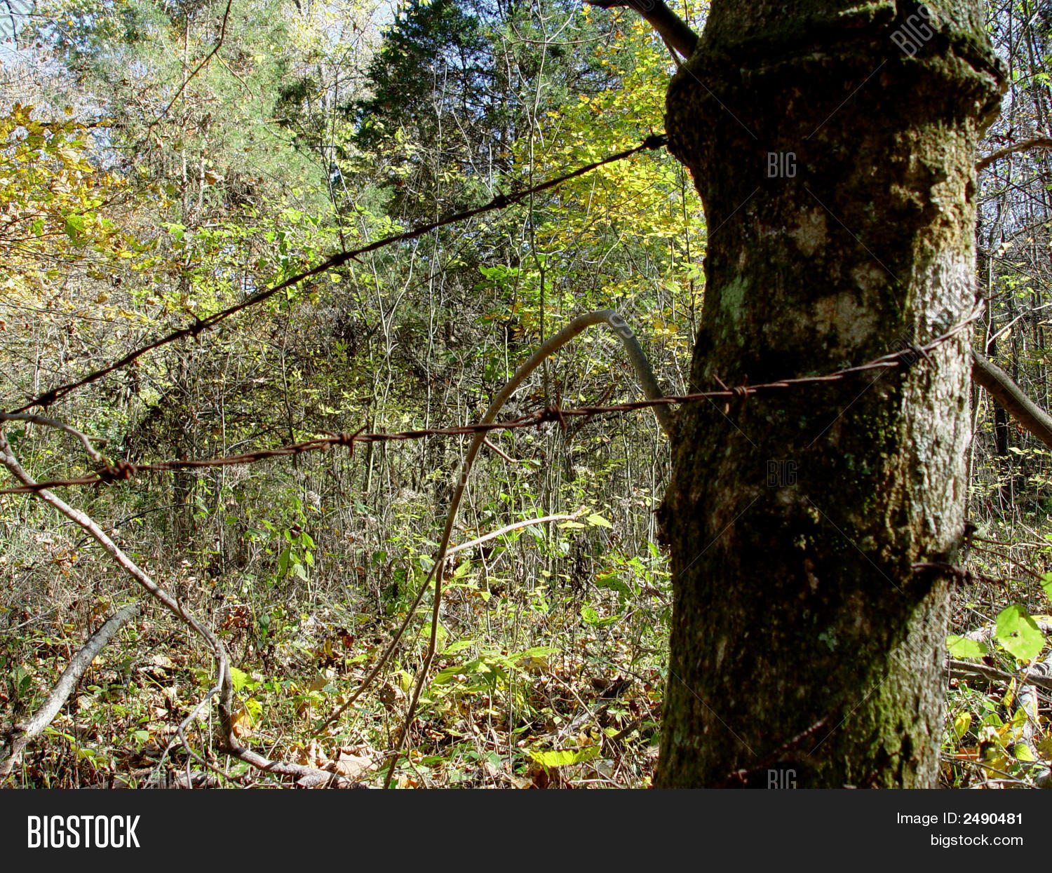 Wooded Landscape Image & Photo (Free Trial) | Bigstock