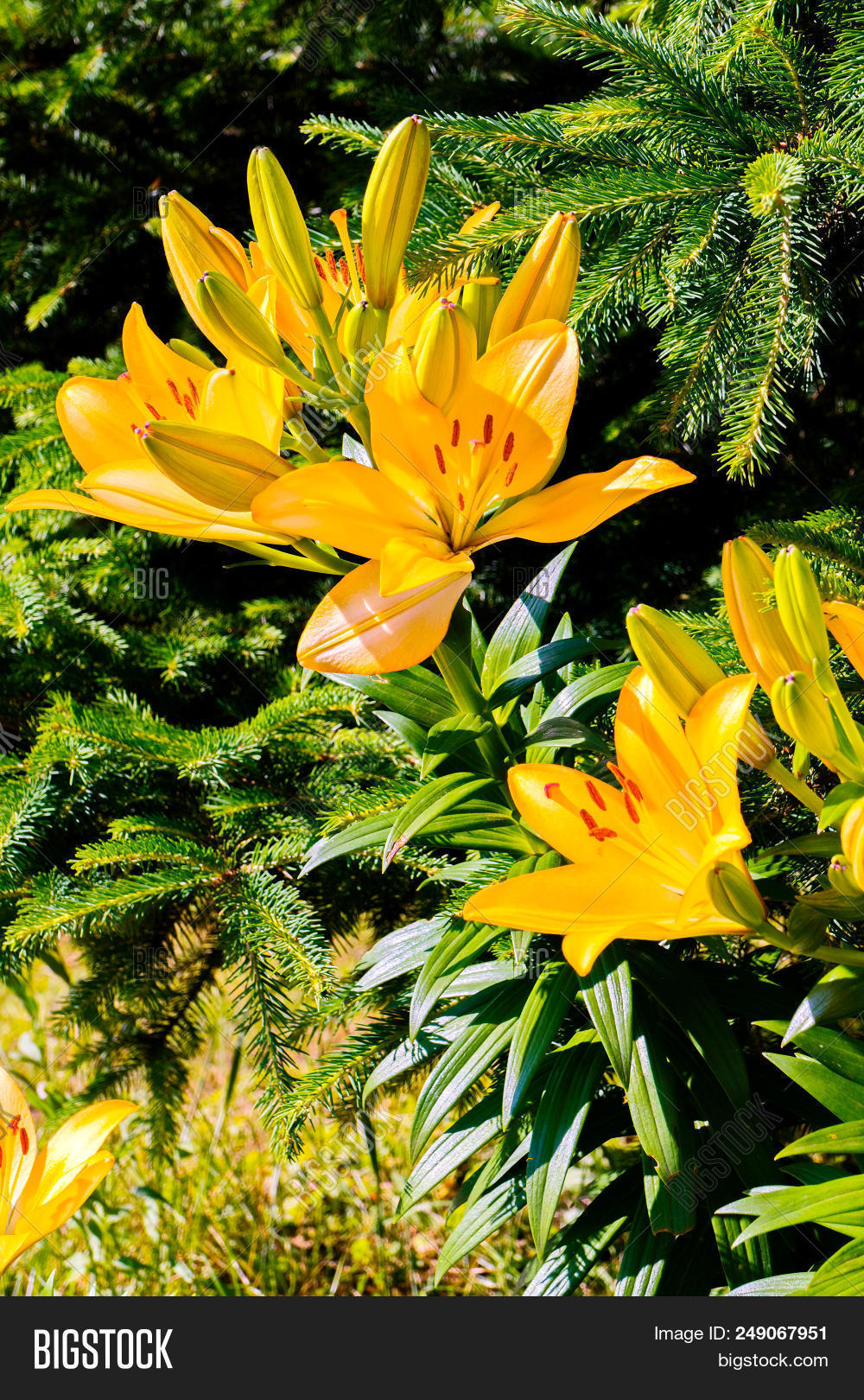 Bright Yellow Lilies Image & Photo (Free Trial) | Bigstock