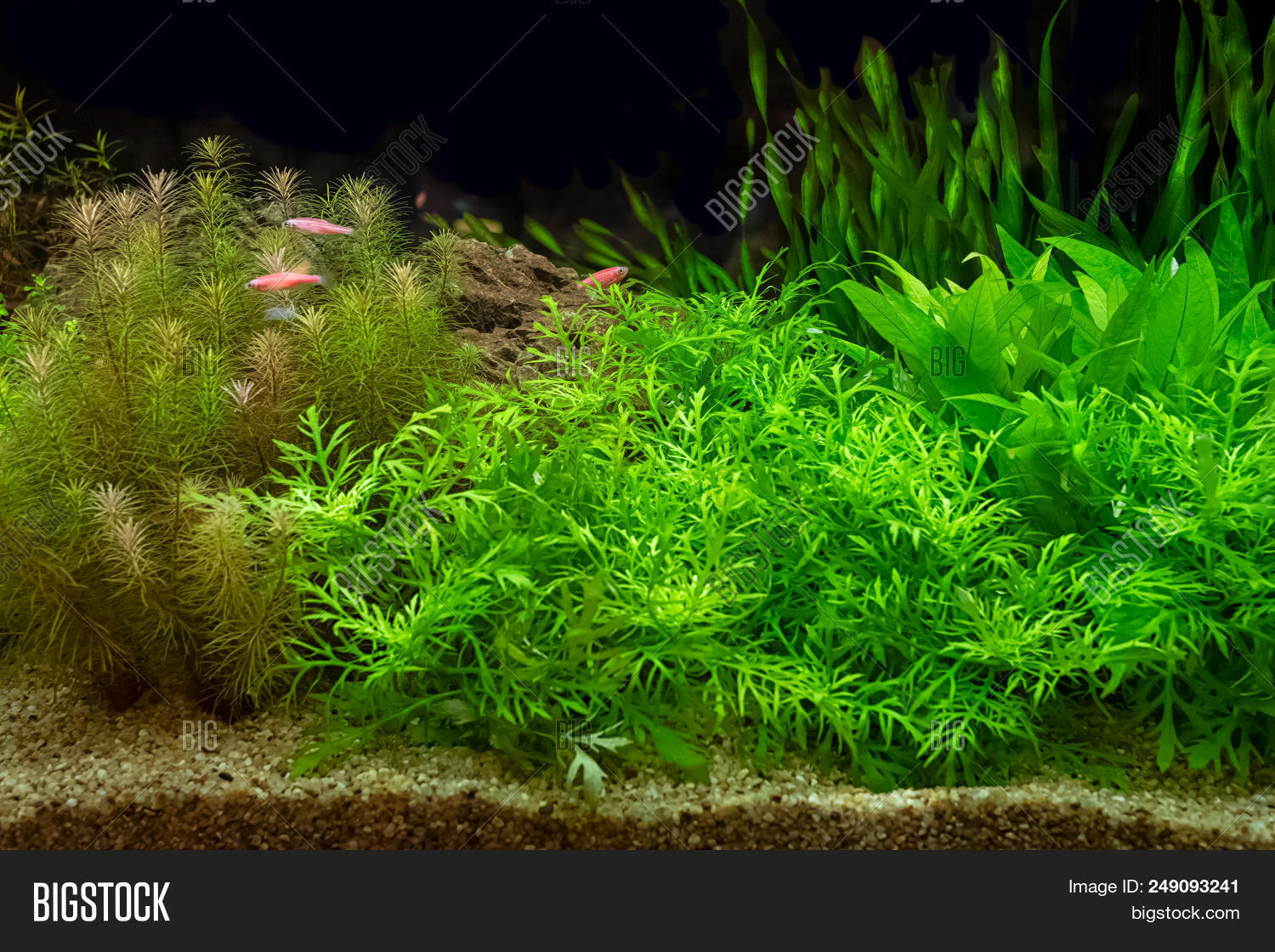 Green Beaเutiful Image & Photo (Free Trial) | Bigstock