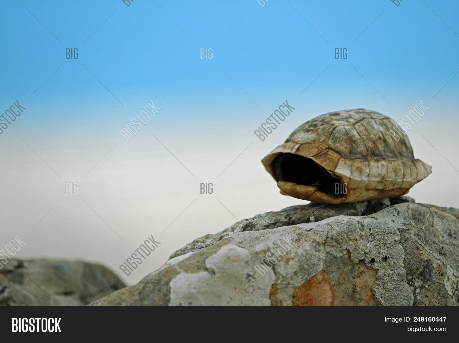 Empty Little Turtle Image & Photo (Free Trial) | Bigstock
