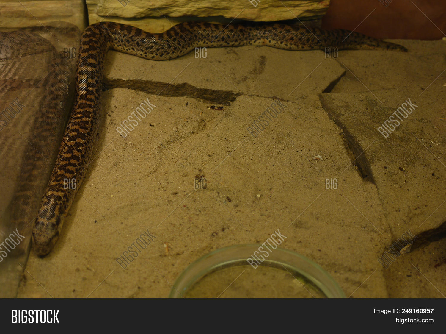 Snake Cautiously Lying Image & Photo (Free Trial) | Bigstock