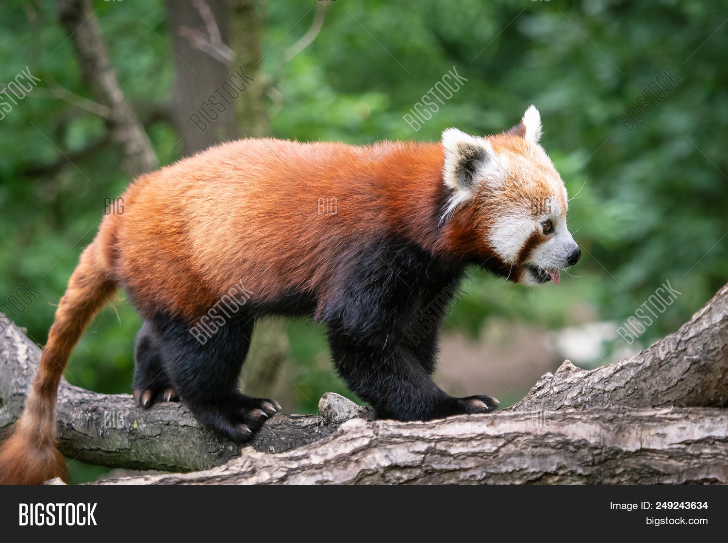 Red Panda (ailurus Image & Photo (Free Trial) | Bigstock
