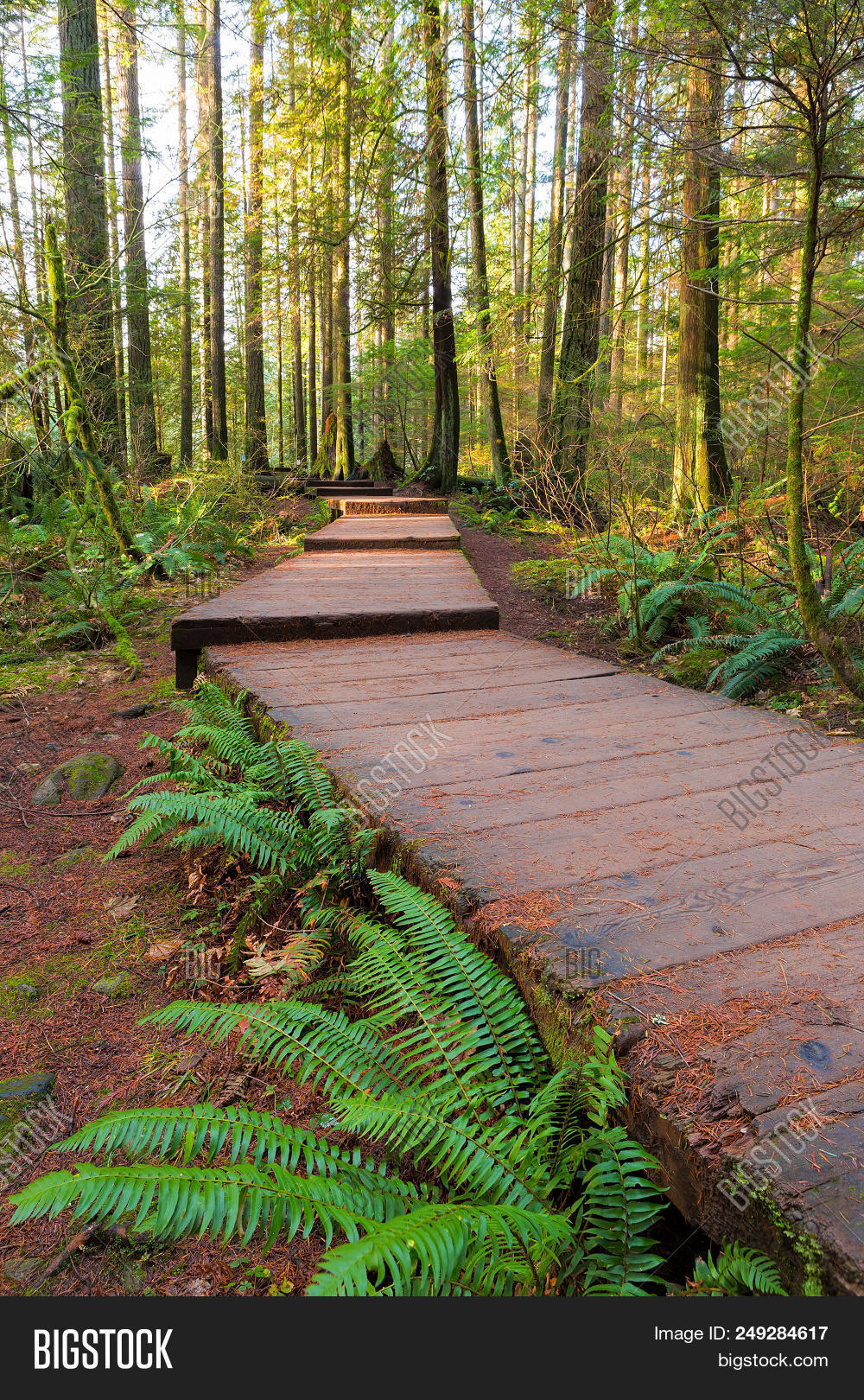 Wood Walkway Path Image & Photo (Free Trial) | Bigstock