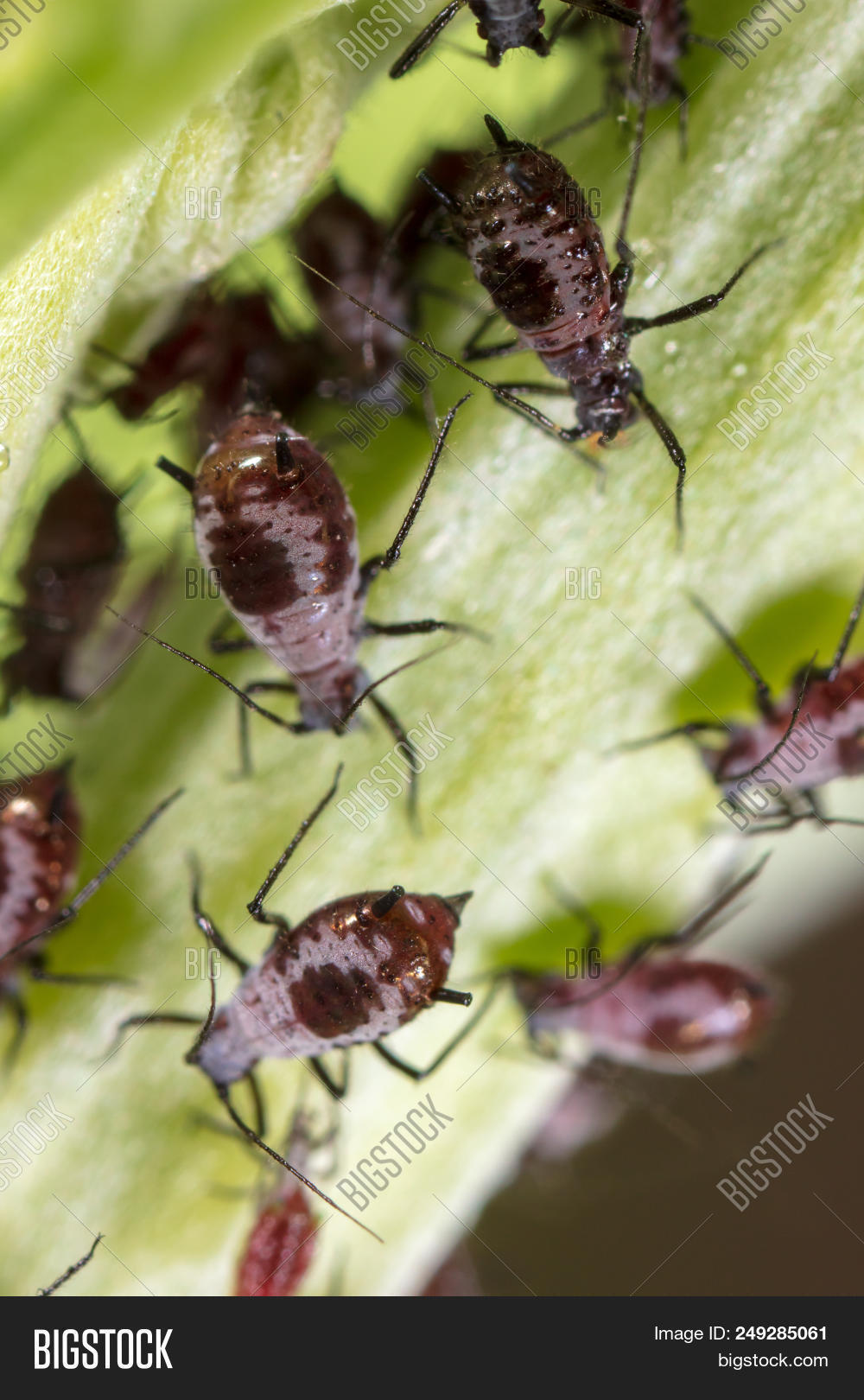Aphids On Plant Nature Image & Photo (Free Trial) | Bigstock