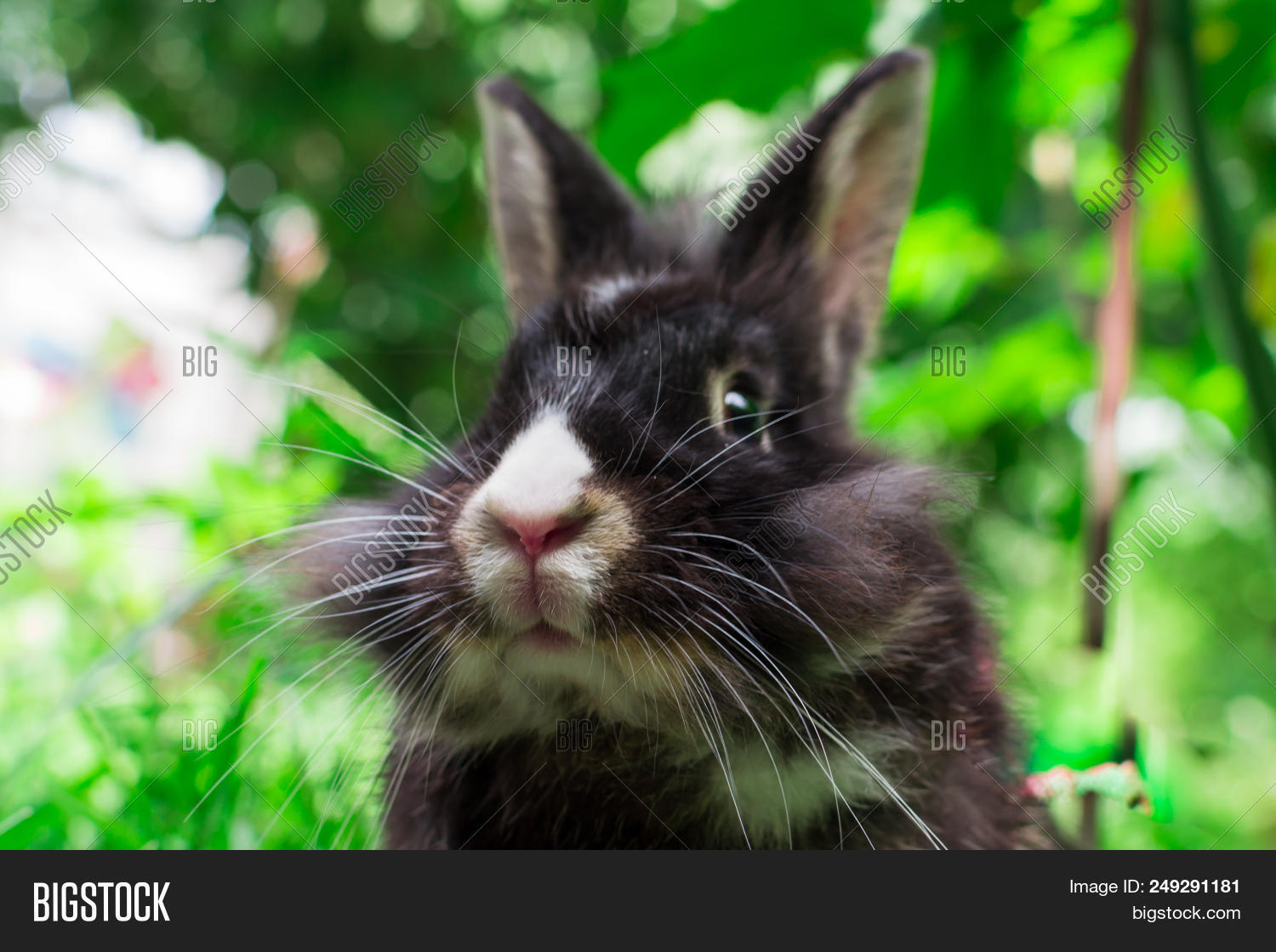 Portrait Rabbit Grass Image & Photo (Free Trial) | Bigstock
