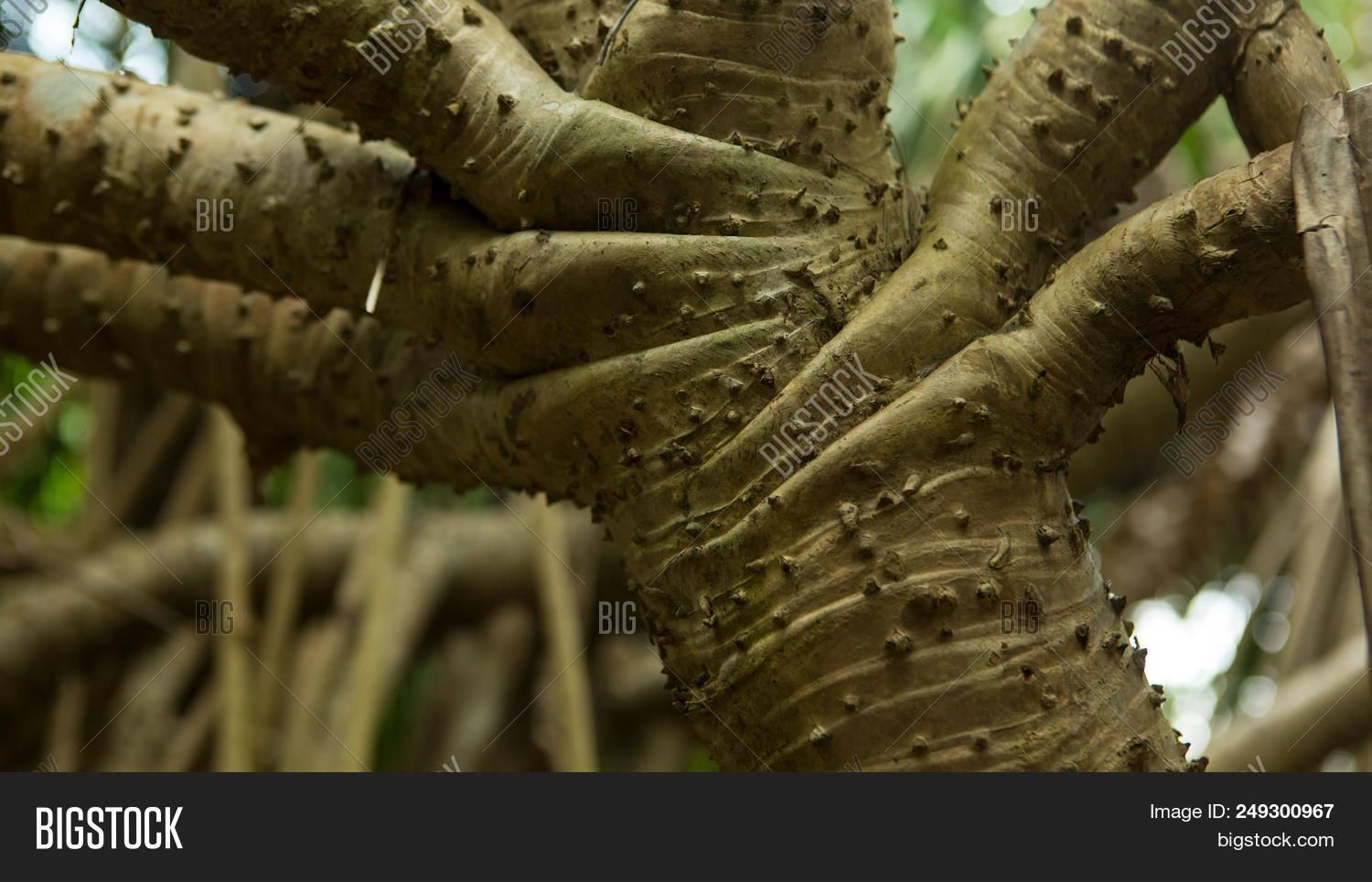 Peculiar Prickly Tree Image & Photo (Free Trial) | Bigstock
