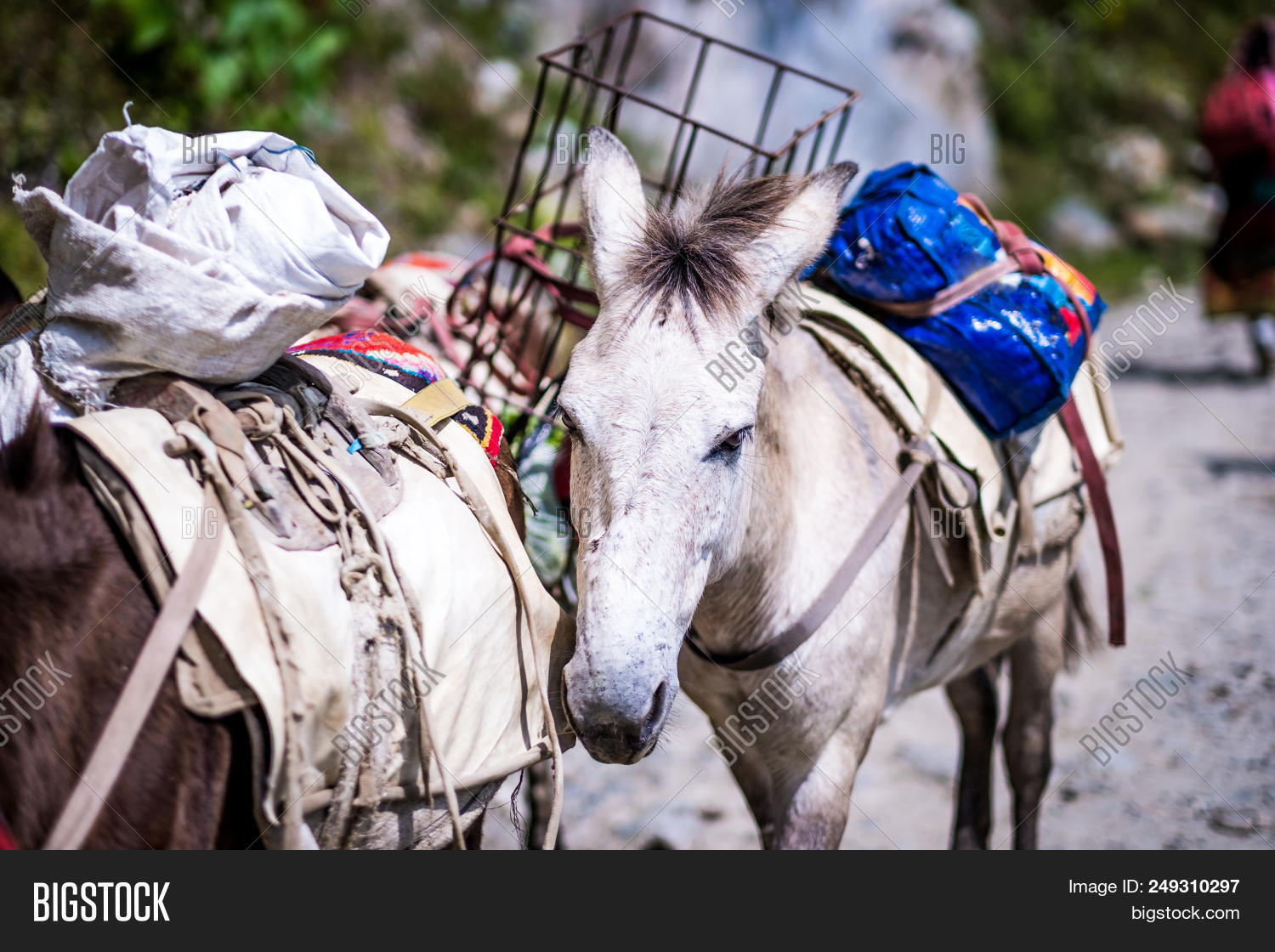 Old Donkey Carrying Image & Photo (Free Trial) | Bigstock
