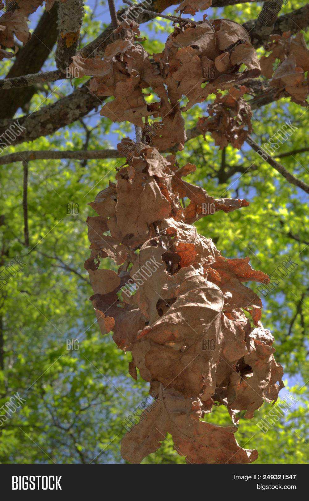 Long Dry Branch, Image & Photo (Free Trial) | Bigstock