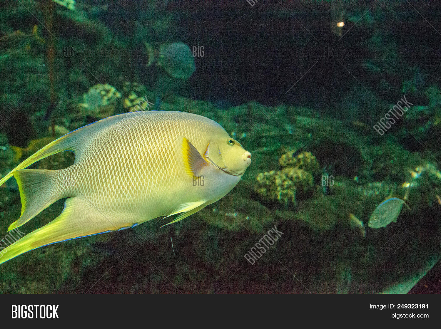 Bermuda Blue Angelfish Image & Photo (Free Trial) | Bigstock
