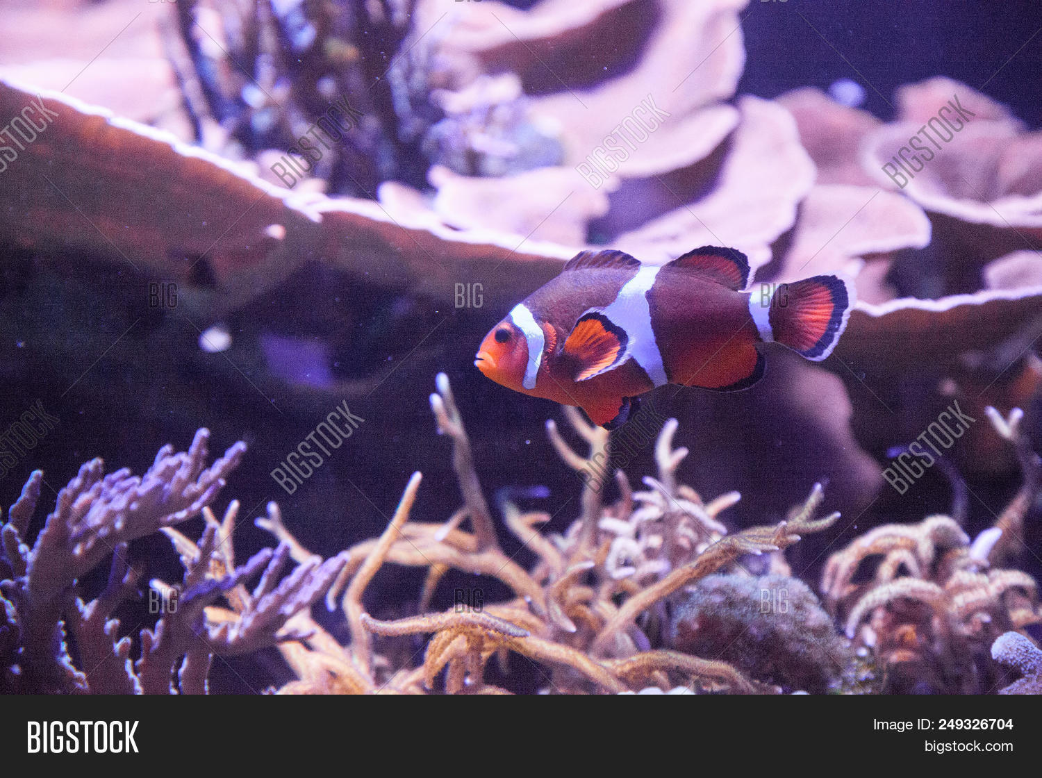 Ocellaris Clownfish Image & Photo (Free Trial) | Bigstock