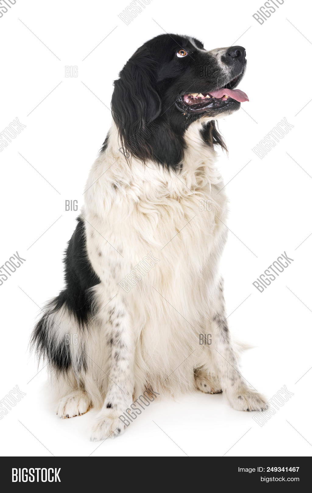Young Landseer Front Image & Photo (Free Trial) | Bigstock