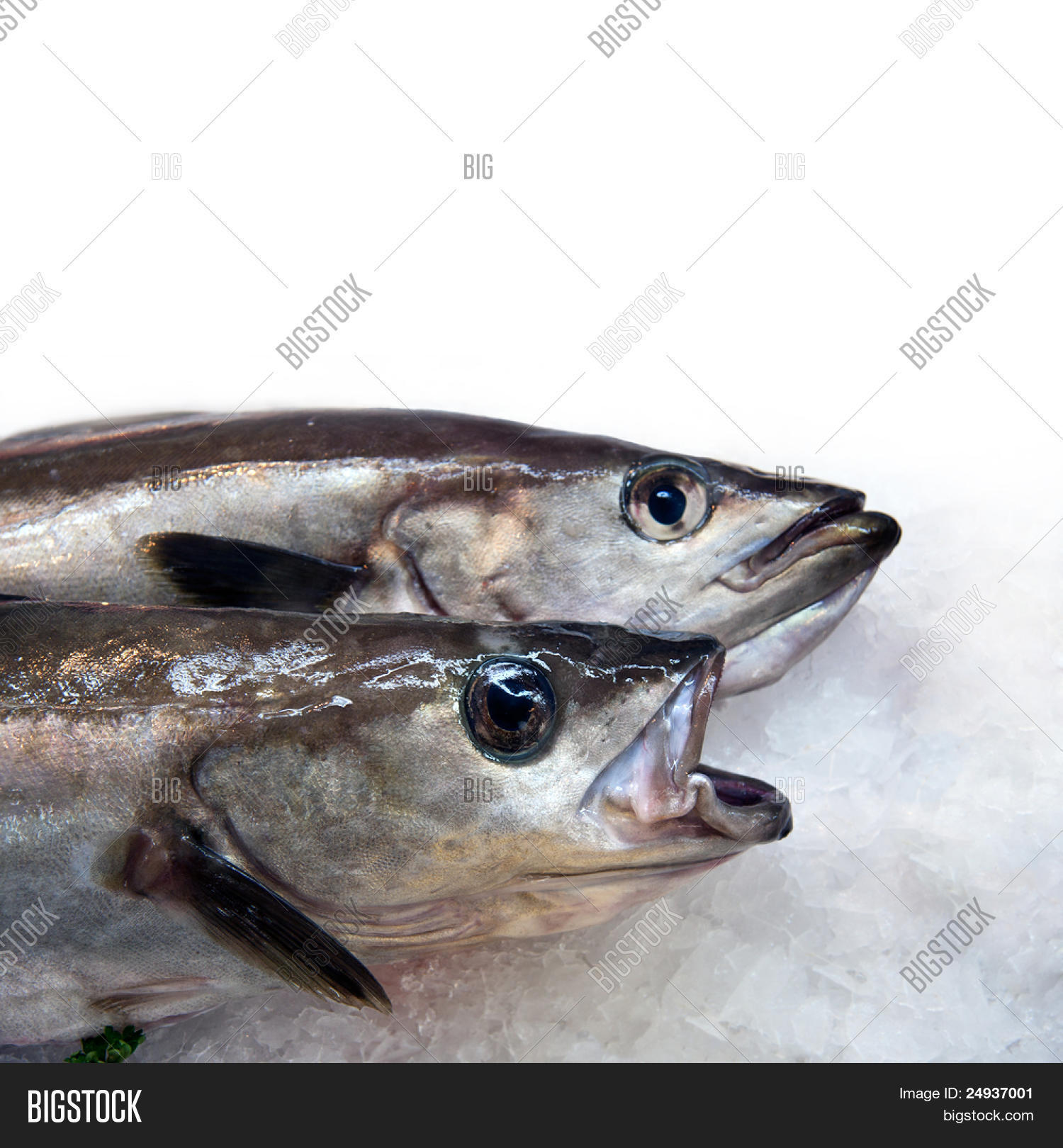 Display Fish On Ice Image & Photo (Free Trial) | Bigstock