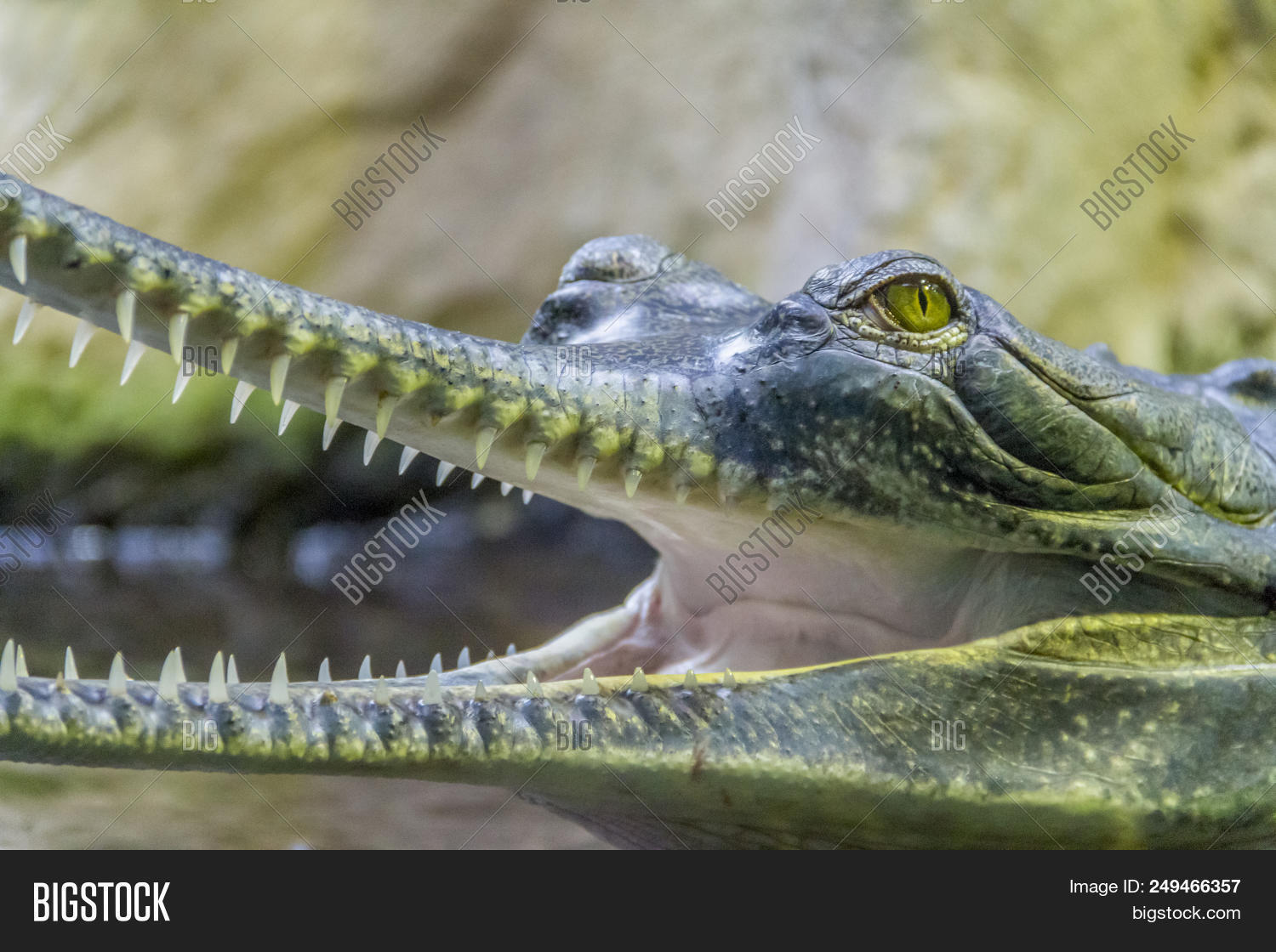 Portrait Crocodile Image & Photo (Free Trial) | Bigstock