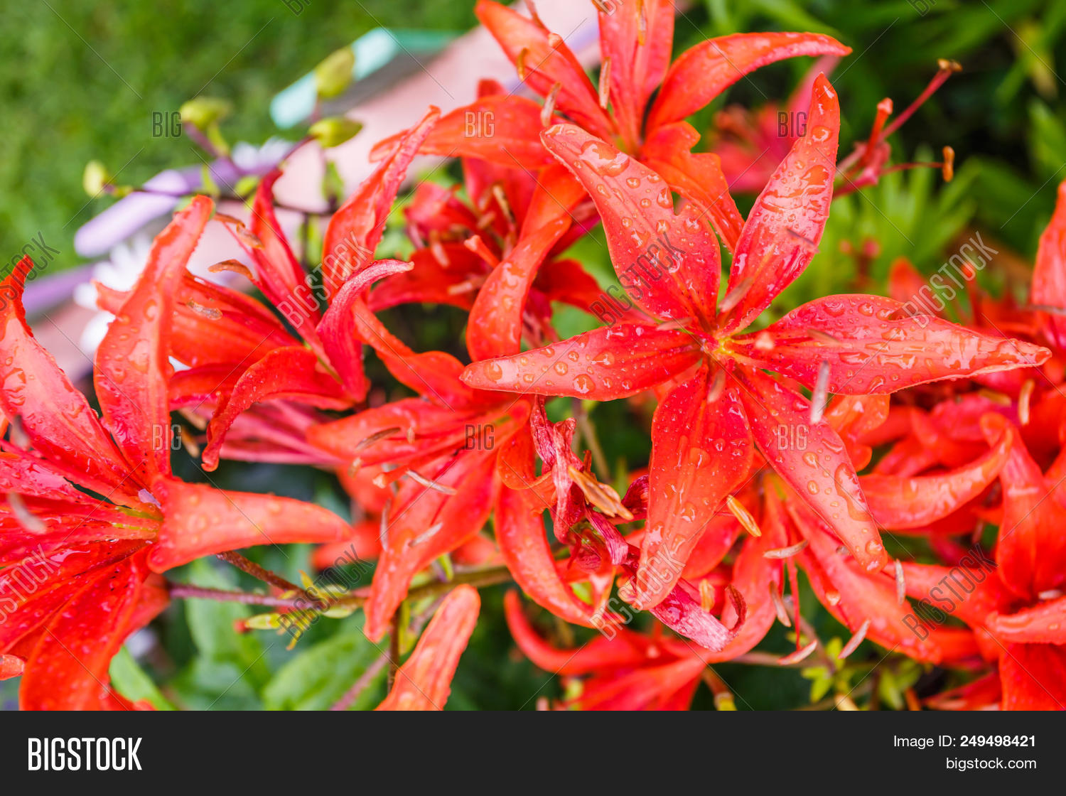 Wild Red Tiger Lilies Image & Photo (Free Trial) | Bigstock
