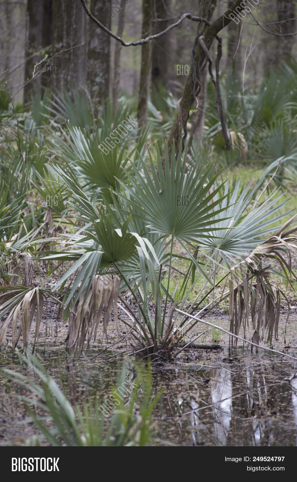 Dwarf Palmetto Plants Image & Photo (Free Trial) | Bigstock