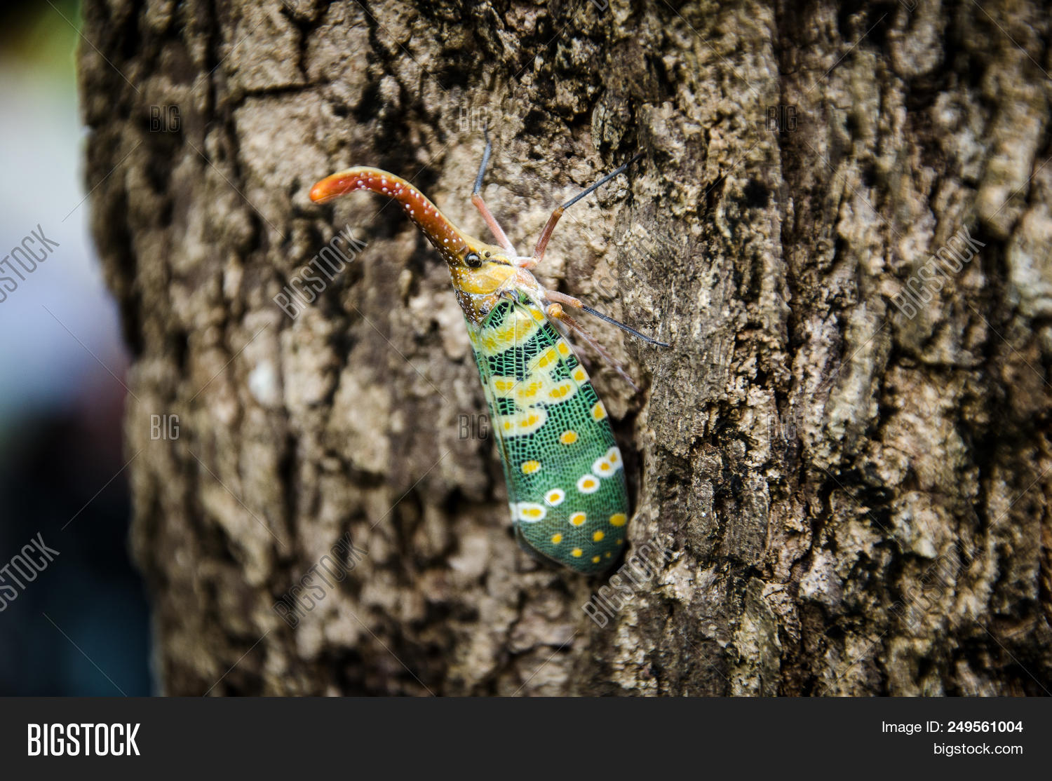 Pyrops Candelaria Image & Photo (Free Trial) | Bigstock