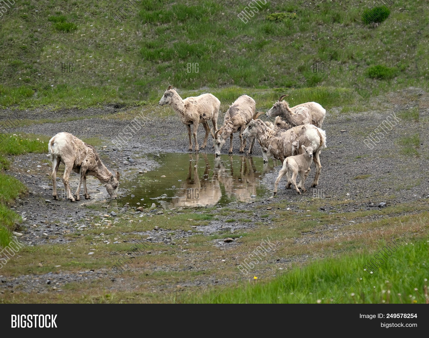 Bighorn Sheep Drinking Image & Photo (Free Trial) | Bigstock