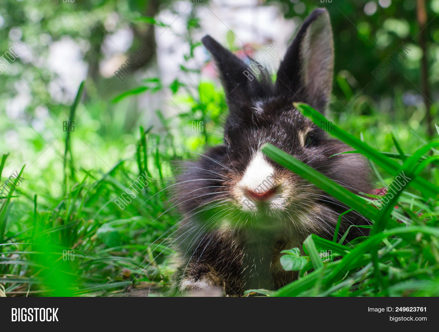 Portrait Rabbit Grass Image & Photo (Free Trial) | Bigstock