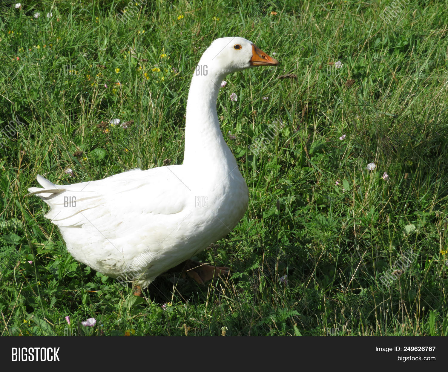 White Goose Walking On Image & Photo (Free Trial) | Bigstock