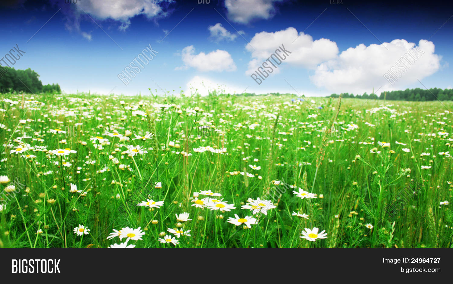 Flower Field Blue Sky Image & Photo (Free Trial) | Bigstock