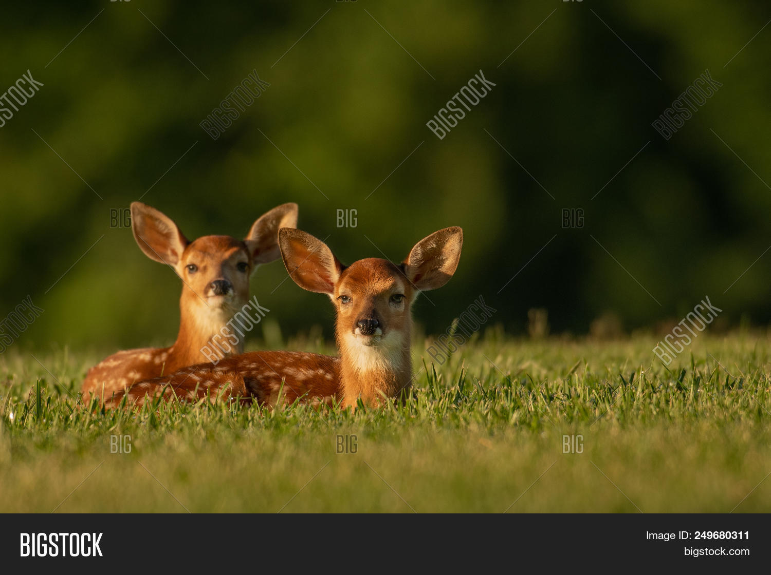 Mother And Baby Deer In Feild