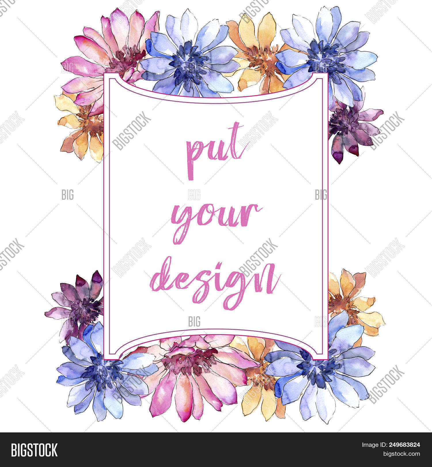 Colorful African Daisy Image & Photo (Free Trial) | Bigstock