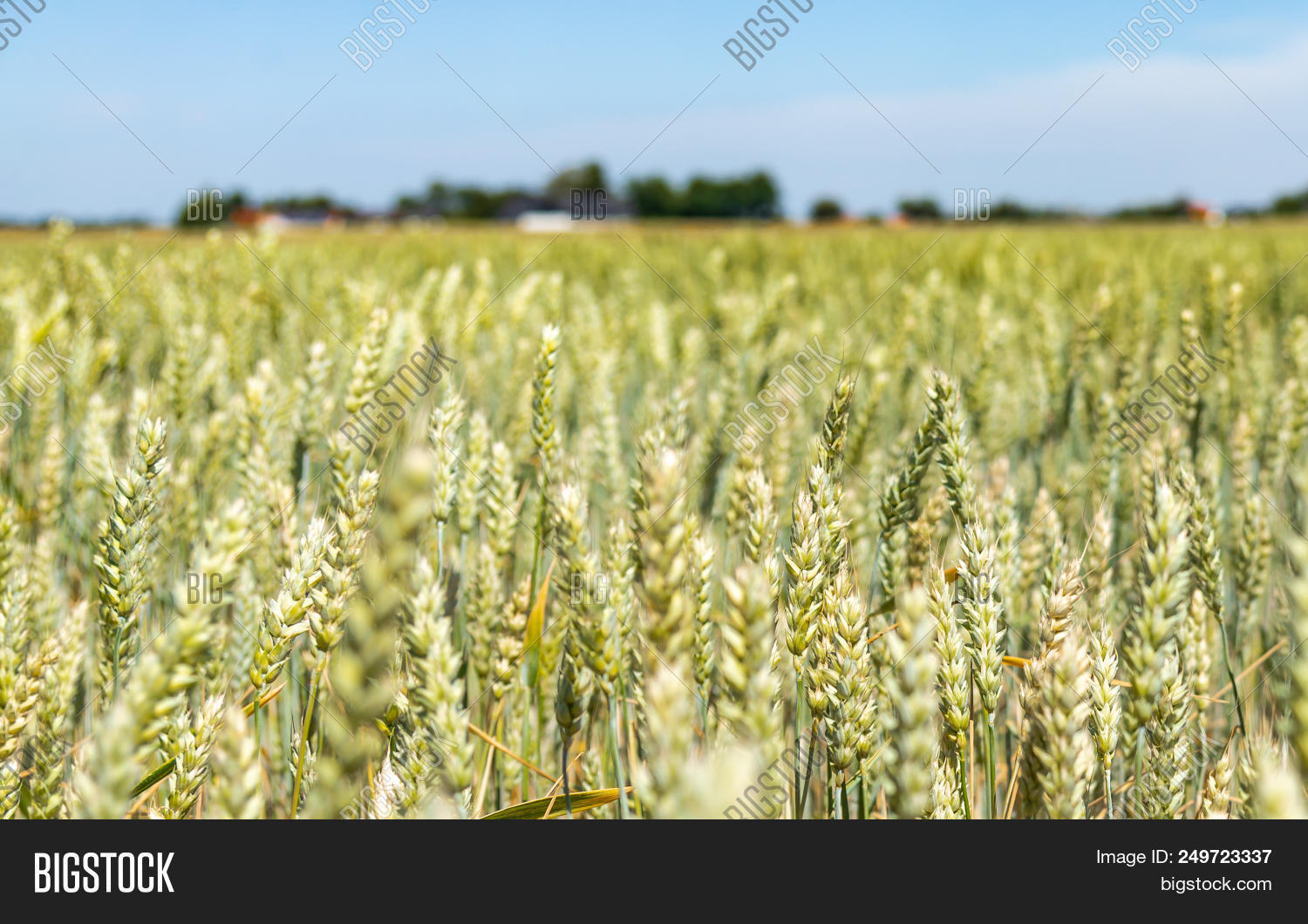Ripening Wheat Field. Image & Photo (Free Trial) | Bigstock