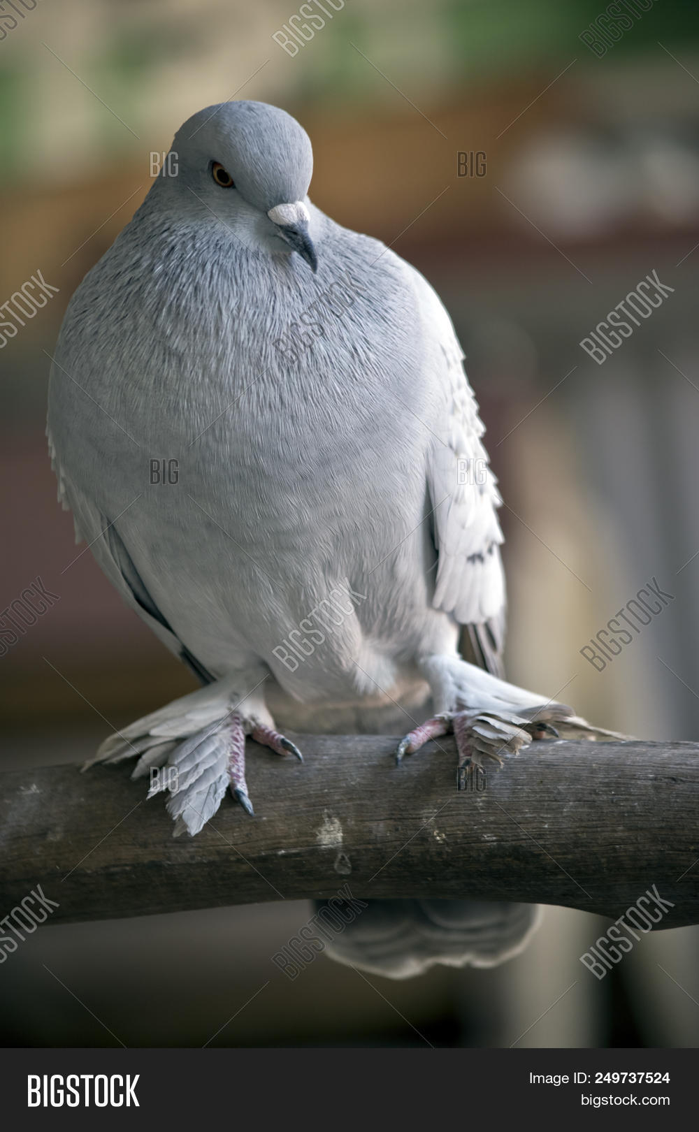 Dove Perched On Tree Image & Photo (Free Trial) | Bigstock