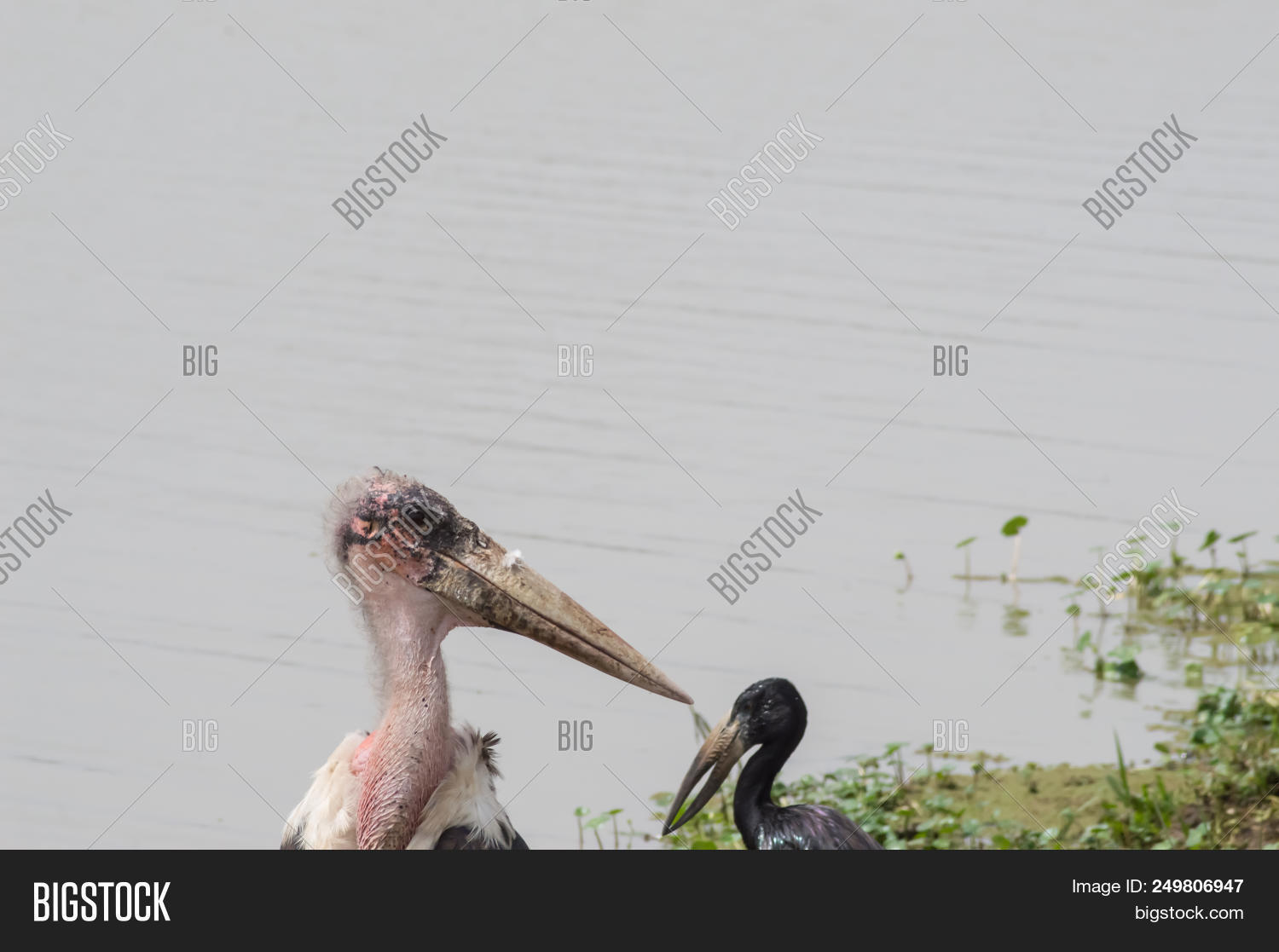 Marabou Along Image & Photo (Free Trial) | Bigstock