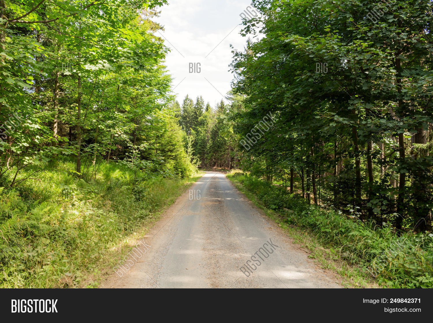 Cycling Nature Forest Image & Photo (Free Trial) | Bigstock