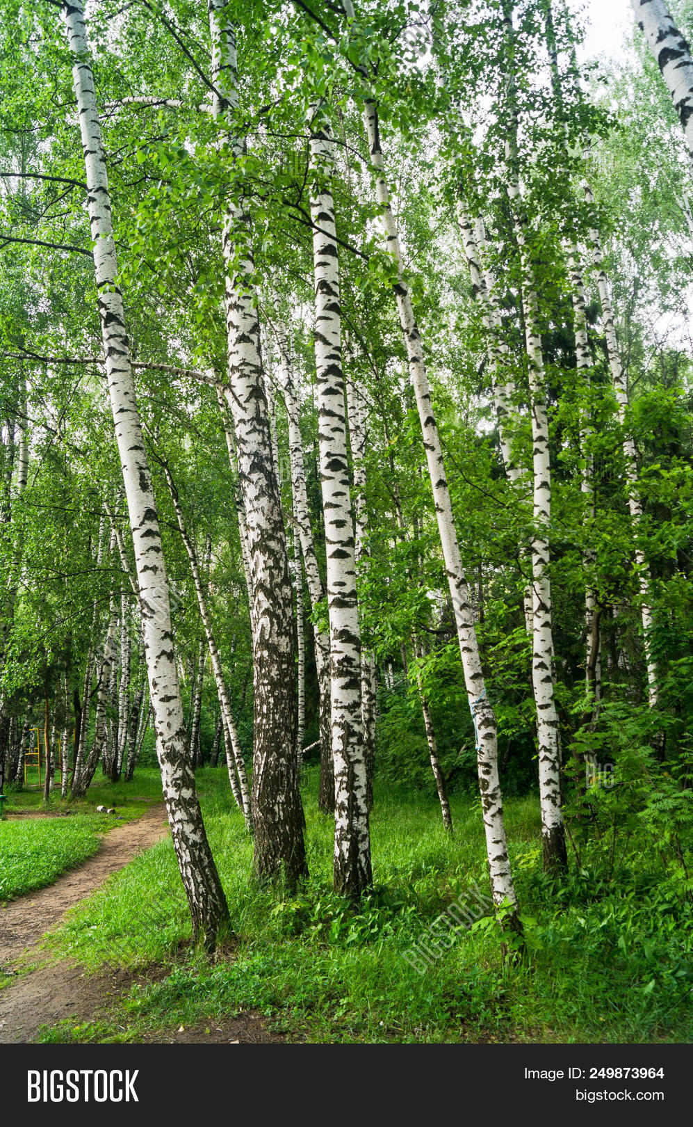 Group Young Birches Image & Photo (Free Trial) | Bigstock