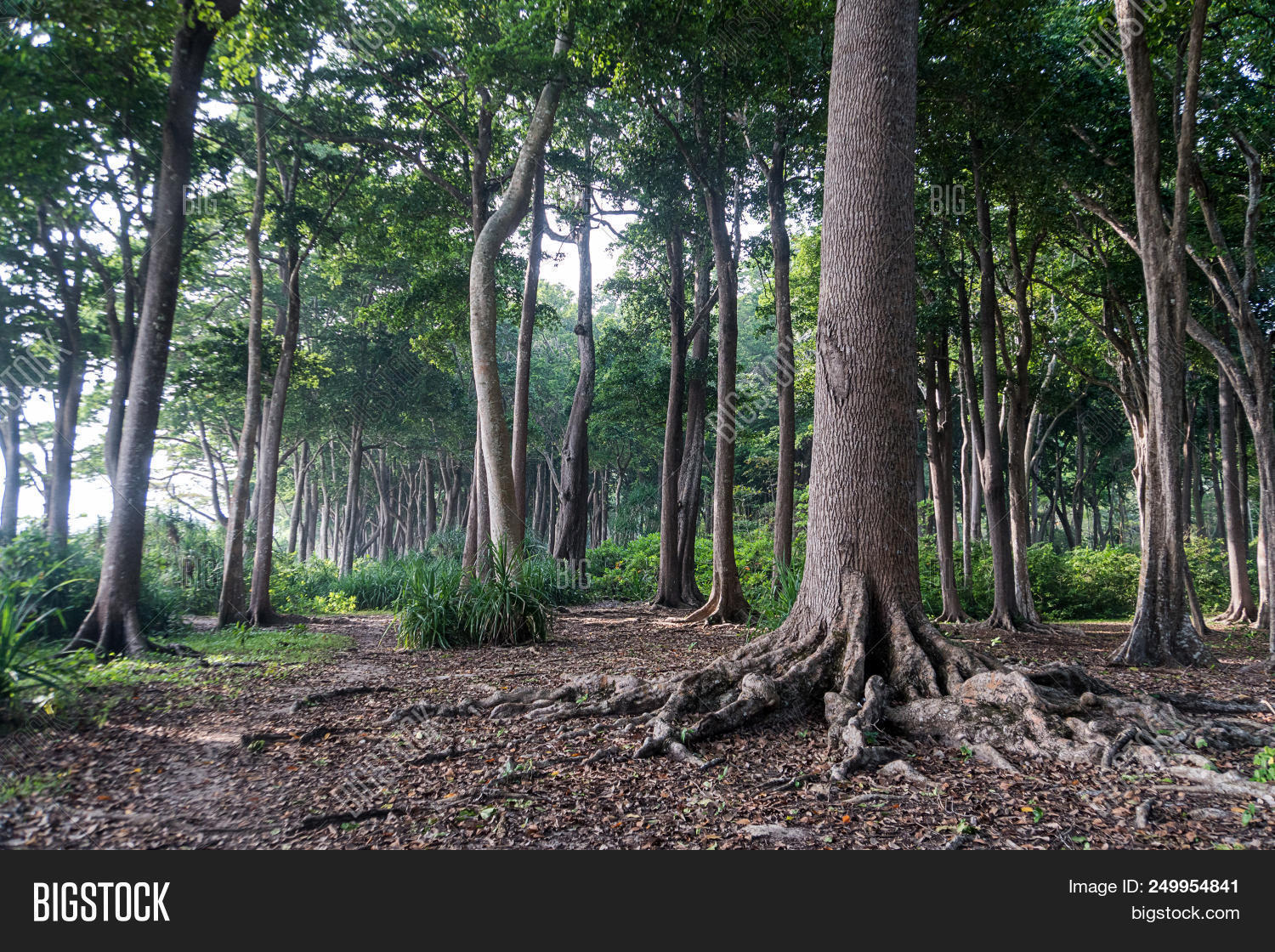 Big Tree Forest. Green Image & Photo (Free Trial) | Bigstock