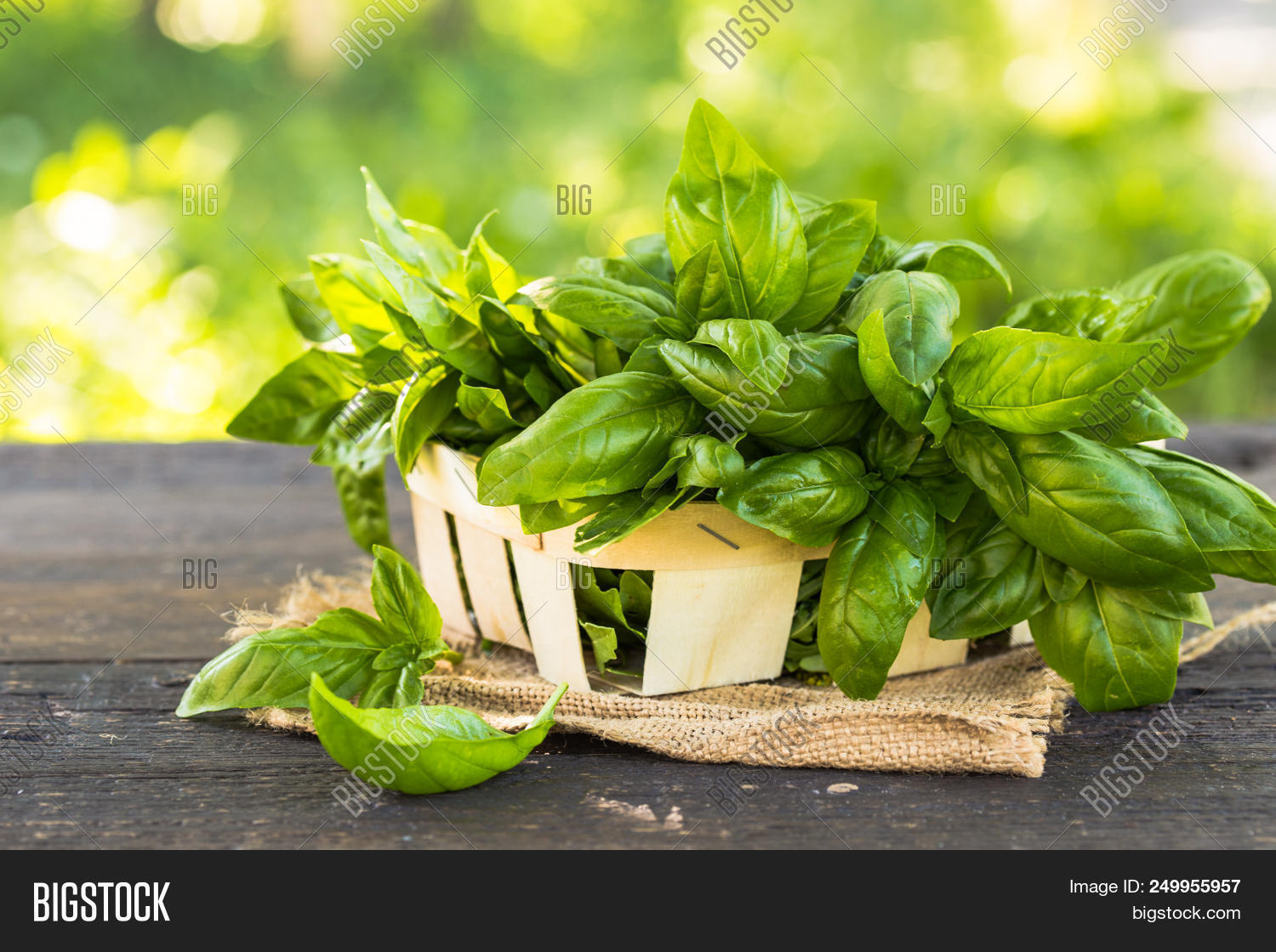 Fresh Basil On Dark Image & Photo (Free Trial) | Bigstock