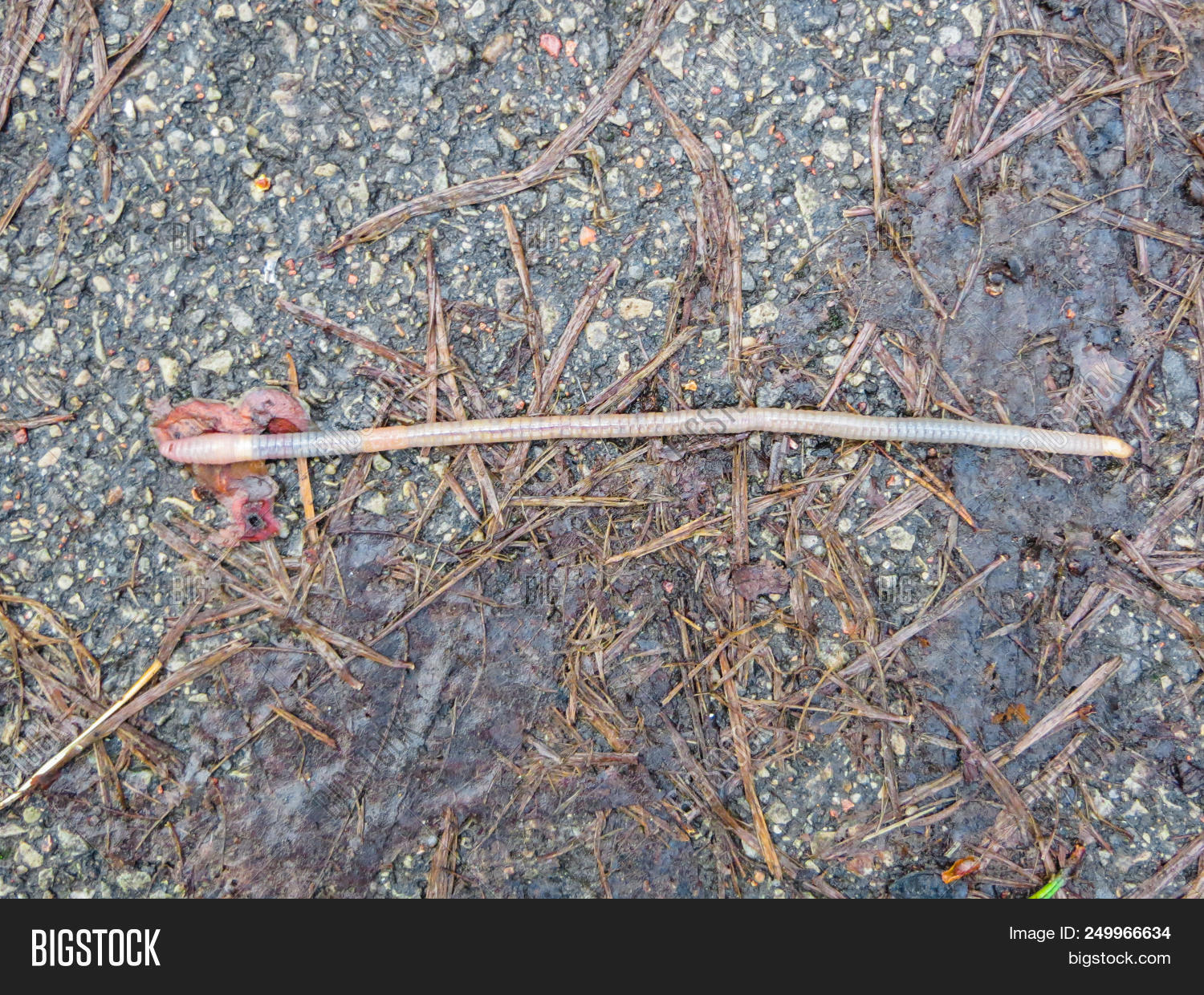 Earthworm On Sidewalk Image & Photo (Free Trial) | Bigstock