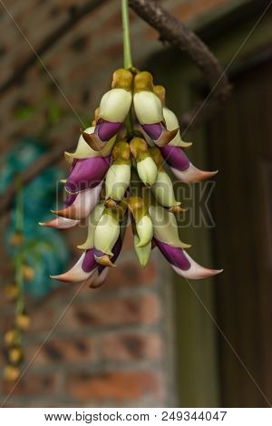 Blooming Mucuna Image & Photo (Free Trial) | Bigstock