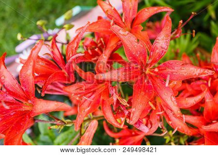 Wild Red Tiger Lilies Image & Photo (Free Trial) | Bigstock