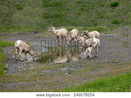 Bighorn Sheep Drinking Image & Photo (Free Trial) | Bigstock