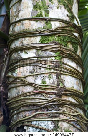 Vines Wrapped Around Image & Photo (Free Trial) | Bigstock