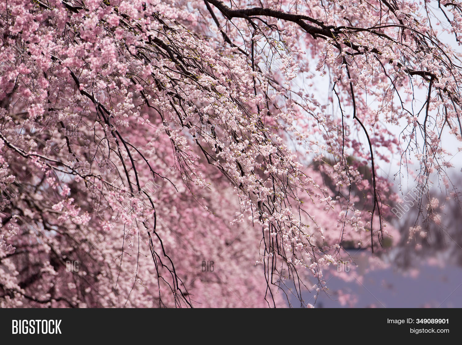 Japanese Shidare Image & Photo (Free Trial) | Bigstock