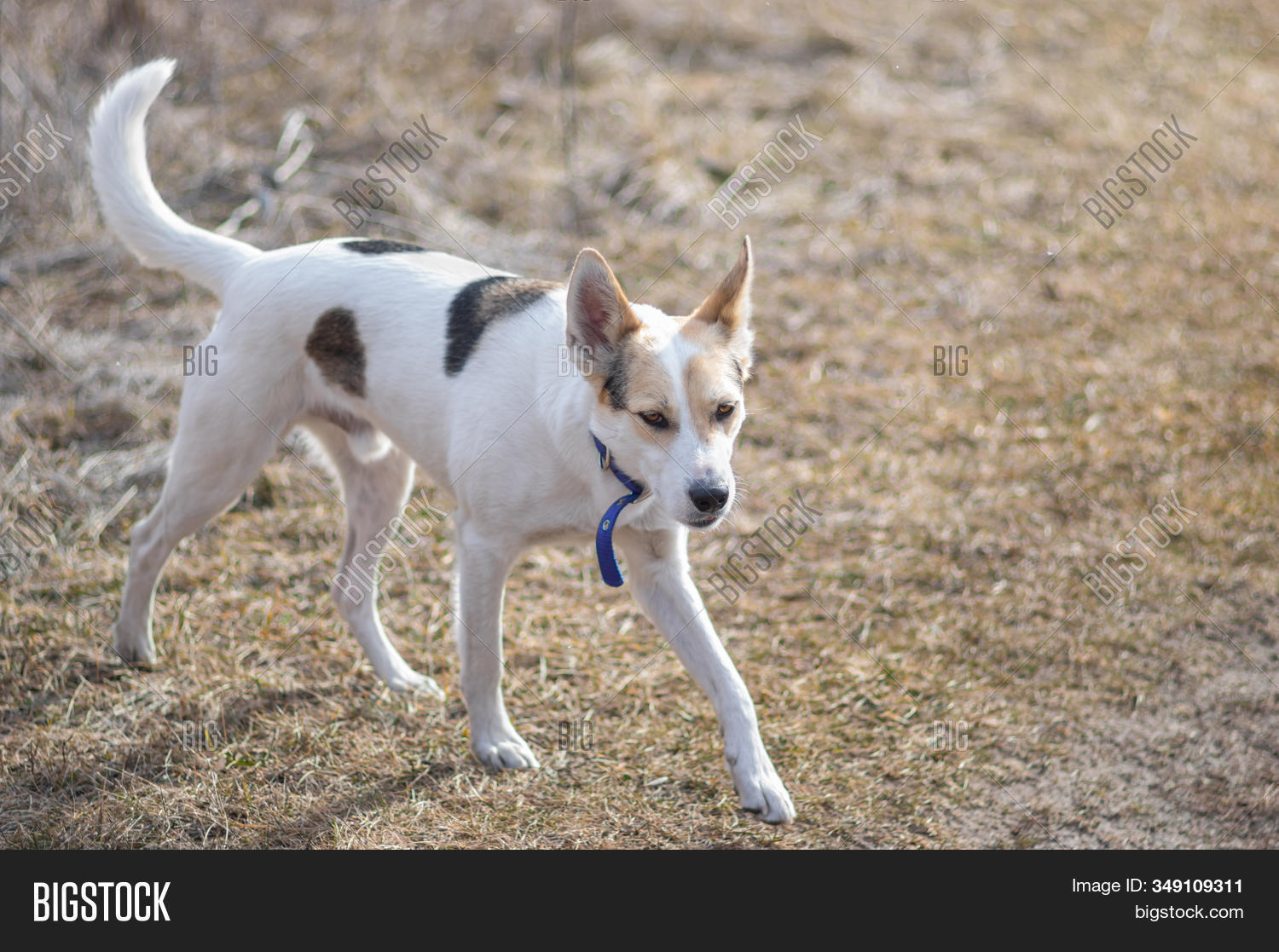 White Cross-breed Image & Photo (Free Trial) | Bigstock