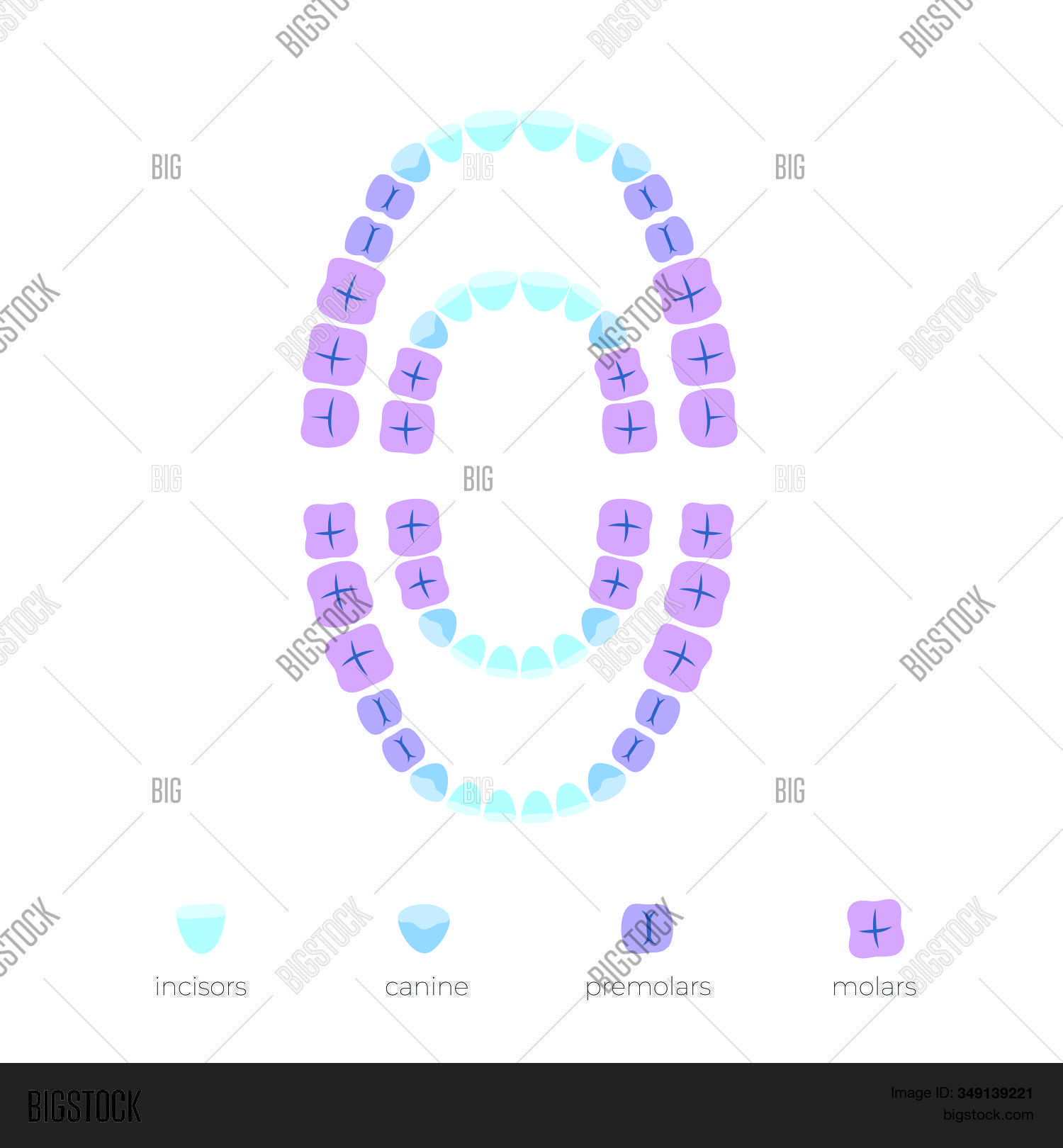 Vector Isolated Vector & Photo (Free Trial) | Bigstock