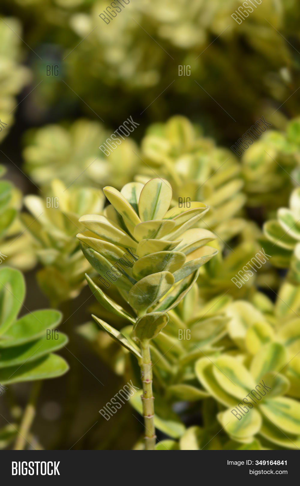 Variegated Hebe Leaves Image & Photo (Free Trial) | Bigstock