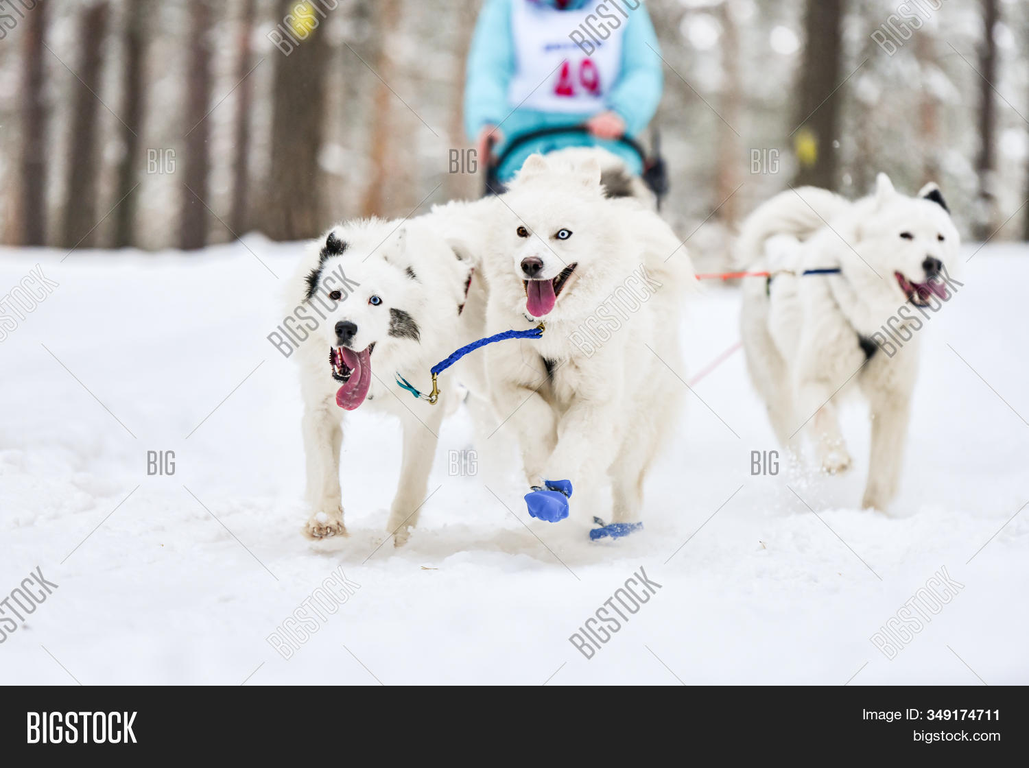 Samoyed Sled Dog Image & Photo (Free Trial) | Bigstock