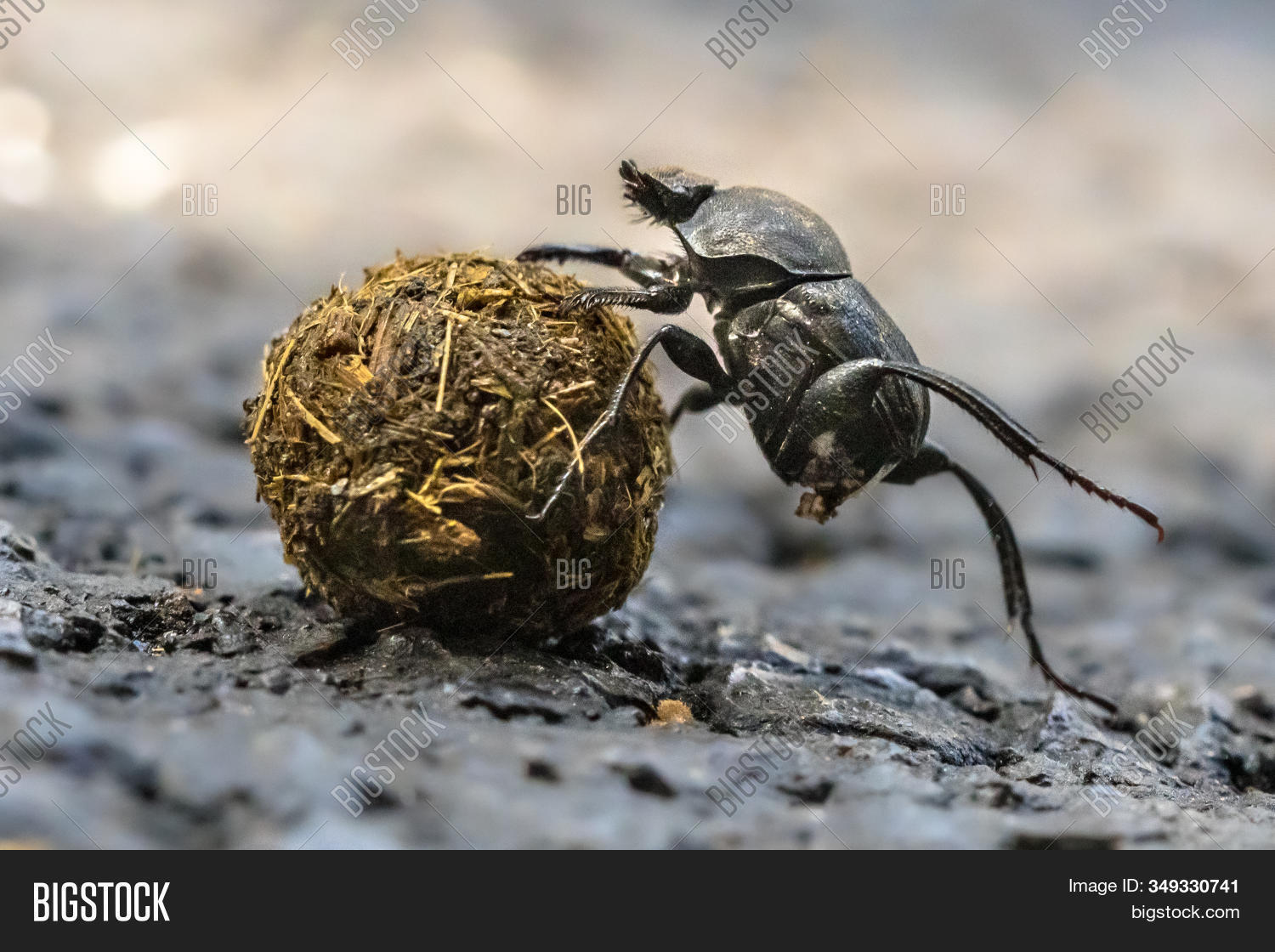 Dung Beetle Struggling Image & Photo (Free Trial) | Bigstock